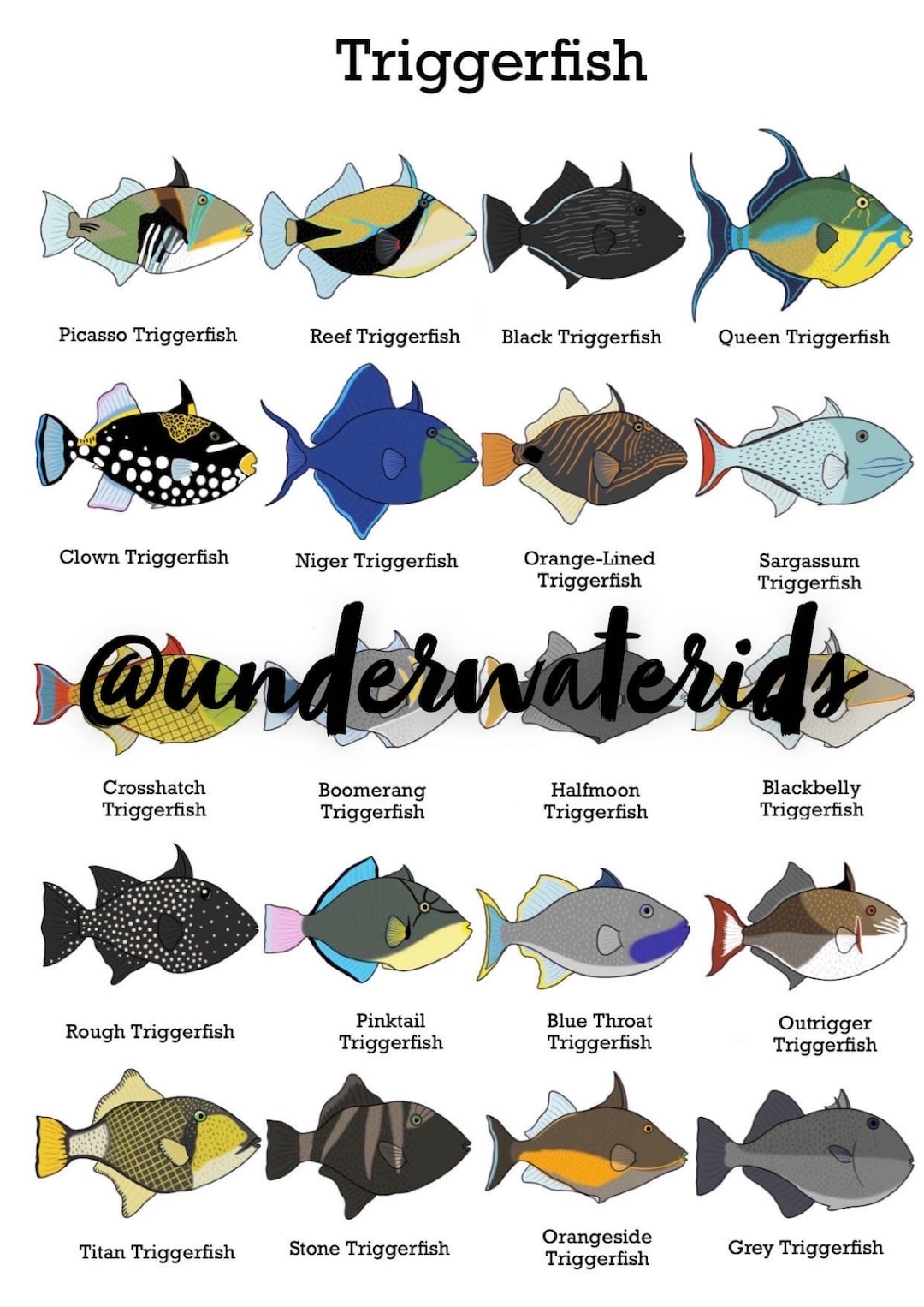 Fish ID Wall Art - Triggerfish (buy One Get Any Other Print Free ...