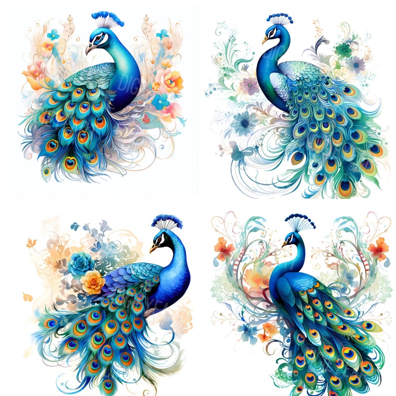 Watercolor Peacock Clipart Peacocks Clip Art Peafowl Bird - Etsy