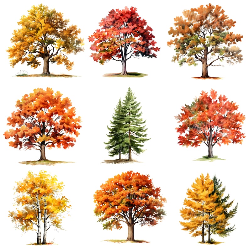 Autumn Trees Clipart Fall Tree Clip Art Png Forest Image - Etsy