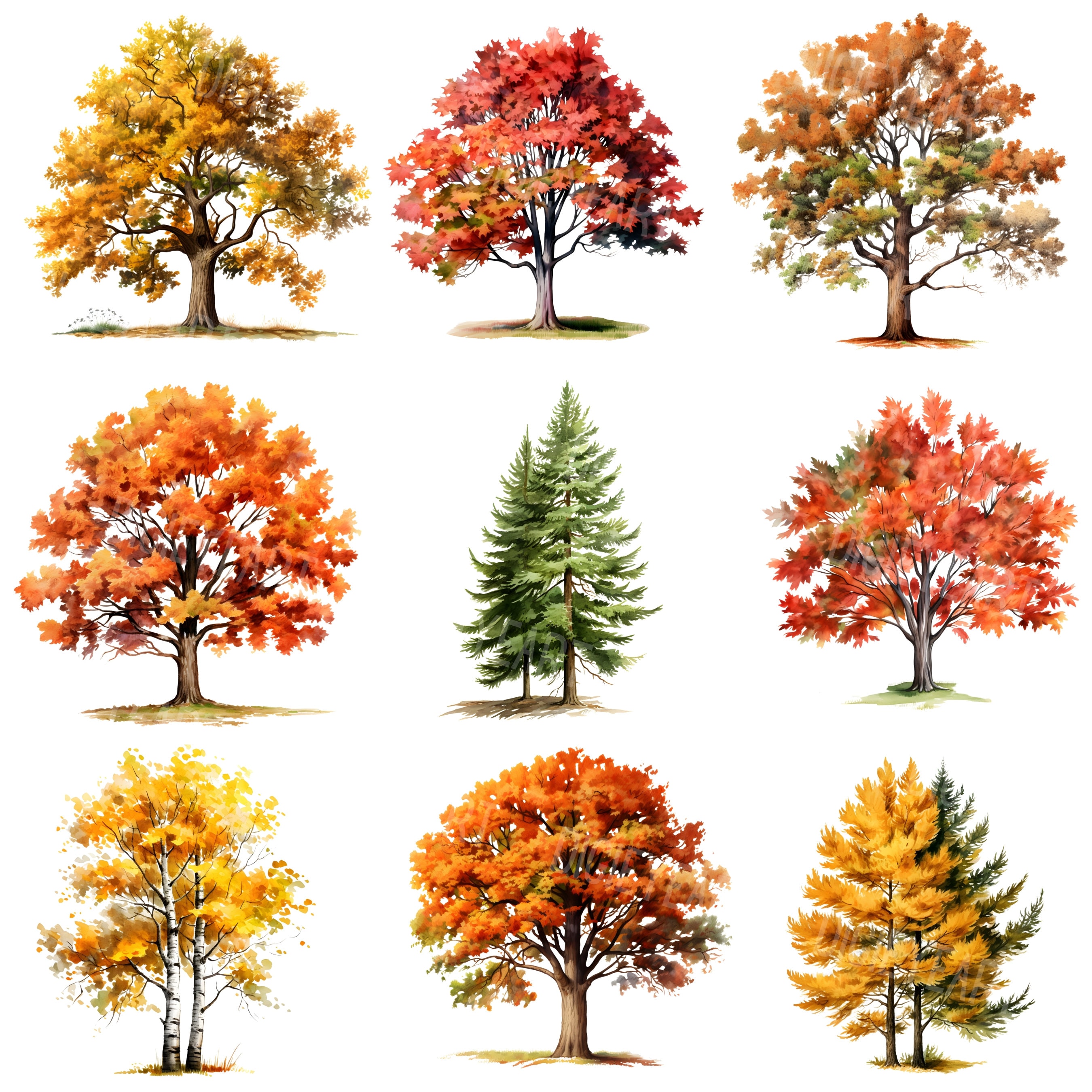 Autumn Trees Clipart Fall Tree Clip Art Png Forest Image - Etsy