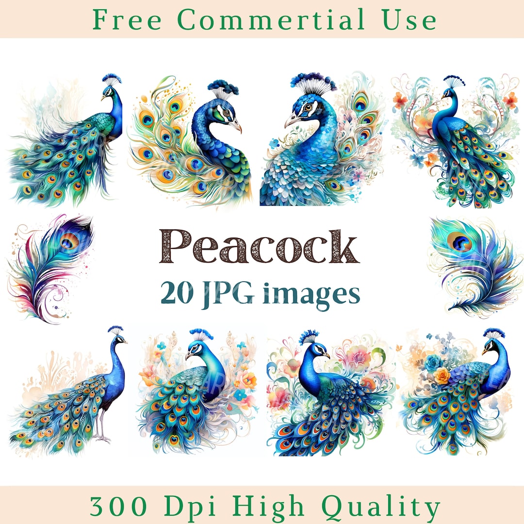 Watercolor Peacock Clipart, Peacocks Clip Art, Peafowl Bird Jpg ...
