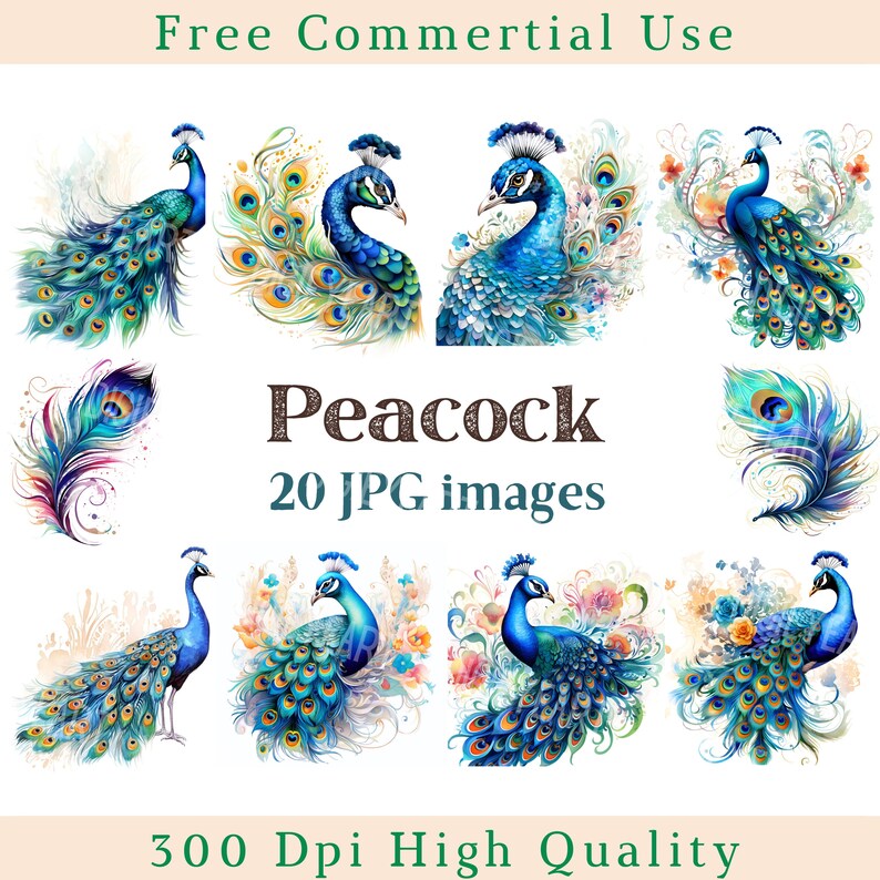 Watercolor Peacock Clipart Peacocks Clip Art Peafowl Bird - Etsy