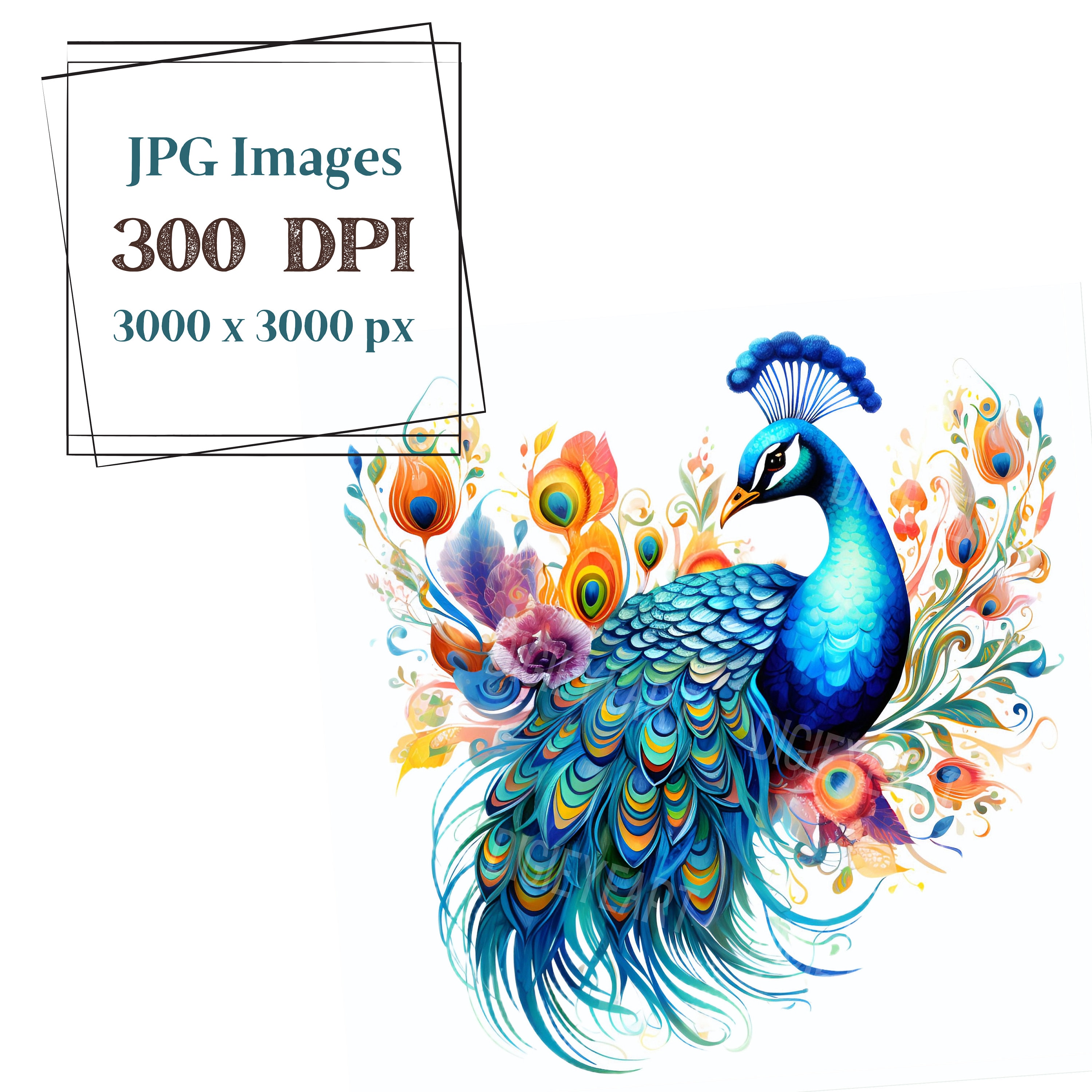 Watercolor Peacock Clipart Peacocks Clip Art Peafowl Bird - Etsy