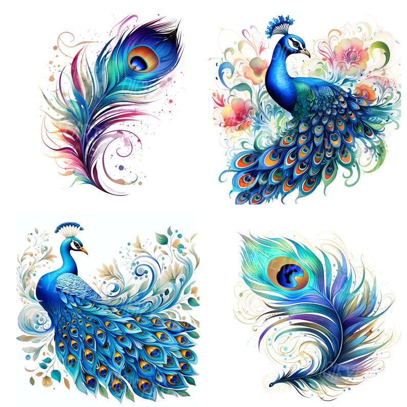 Watercolor Peacock Clipart Peacocks Clip Art Peafowl Bird - Etsy