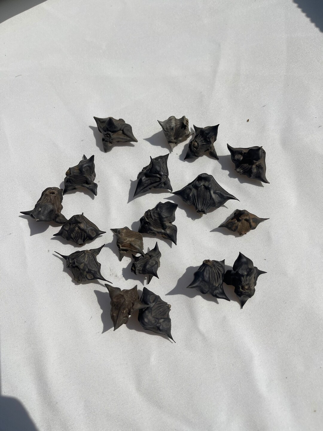 25 Devil Pod Seeds, Spike Nuts, Bat Nuts, Crafting, Beading, Spiritual ...
