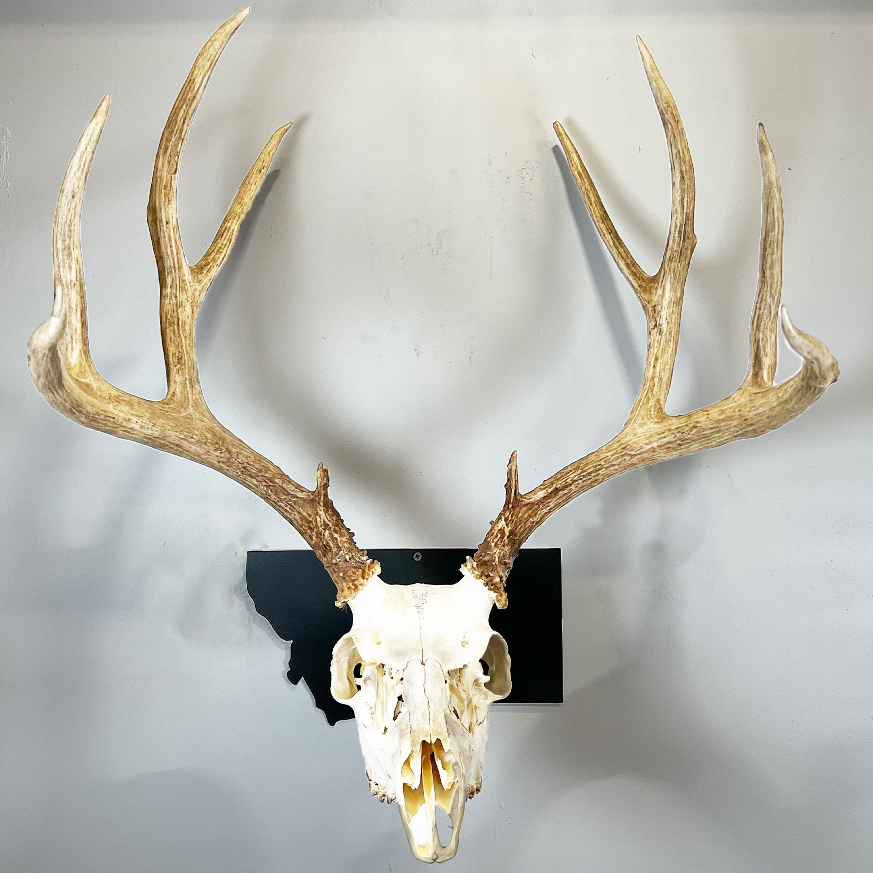 Deer Mount - Metal European Mount - Custom and Made to Order - Etsy