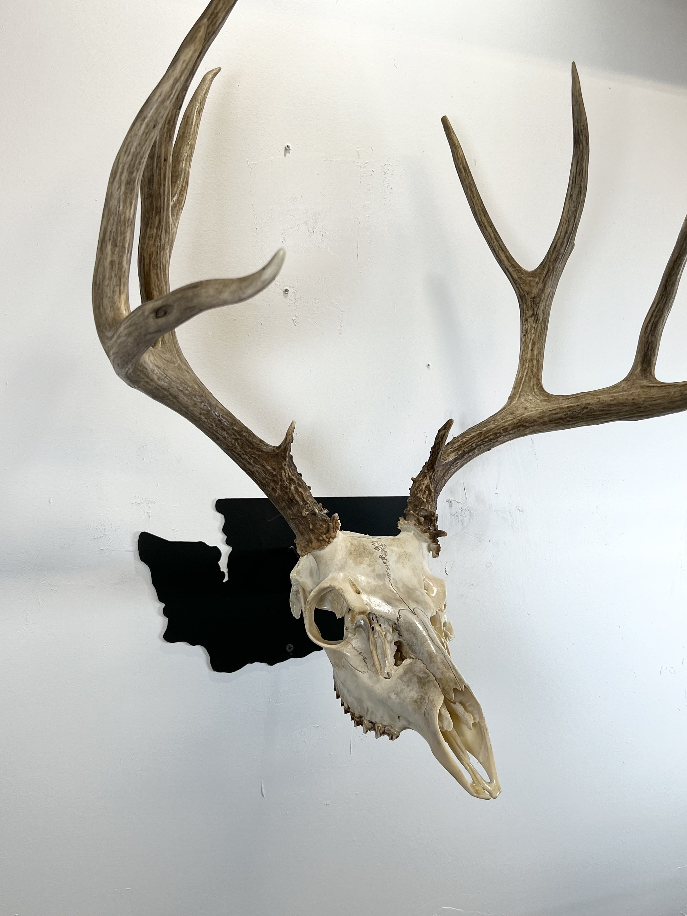 Deer Mount - Metal European Mount - Custom and Made to Order - Etsy