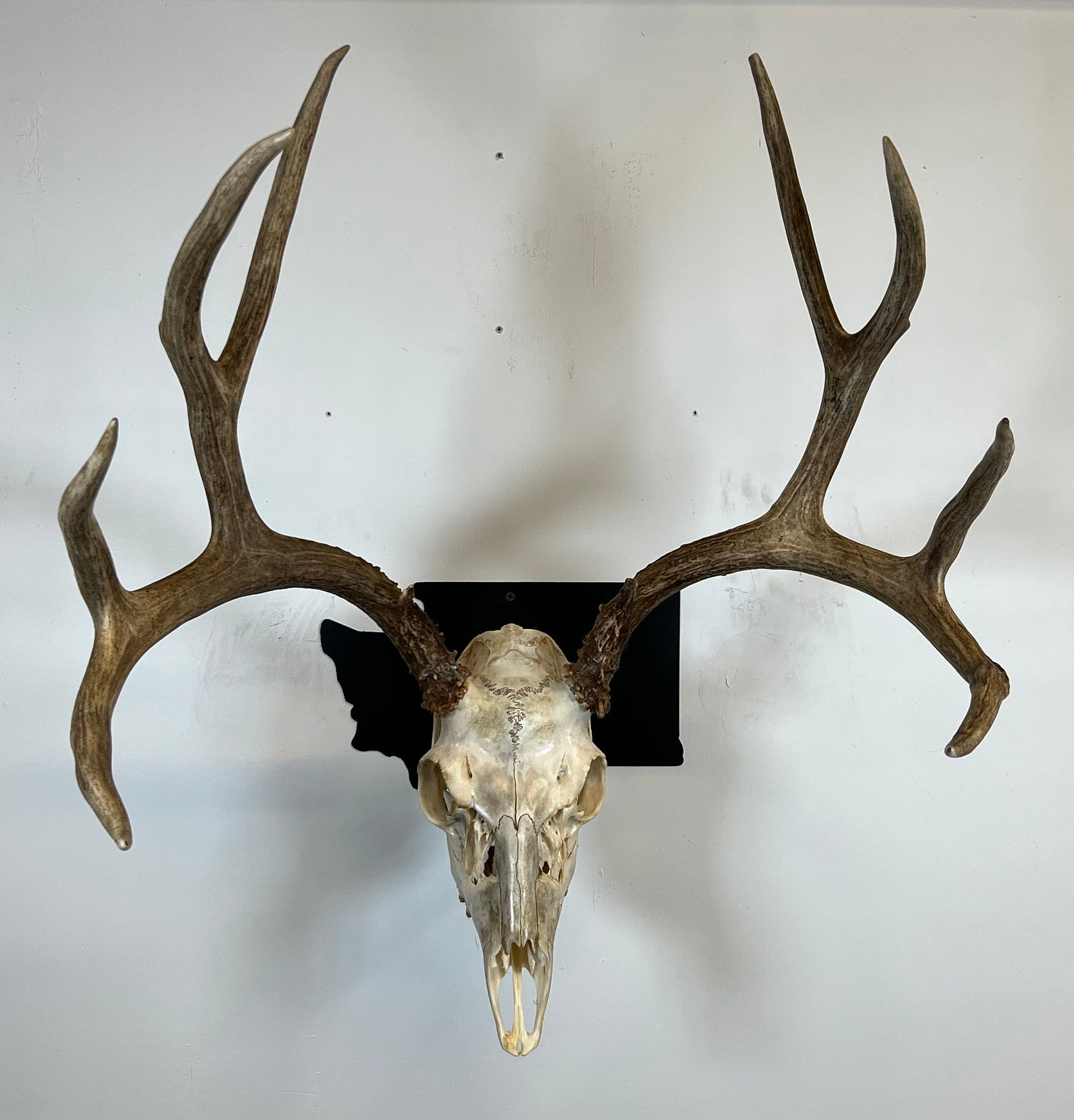 Deer Mount - Metal European Mount - Custom and Made to Order - Etsy