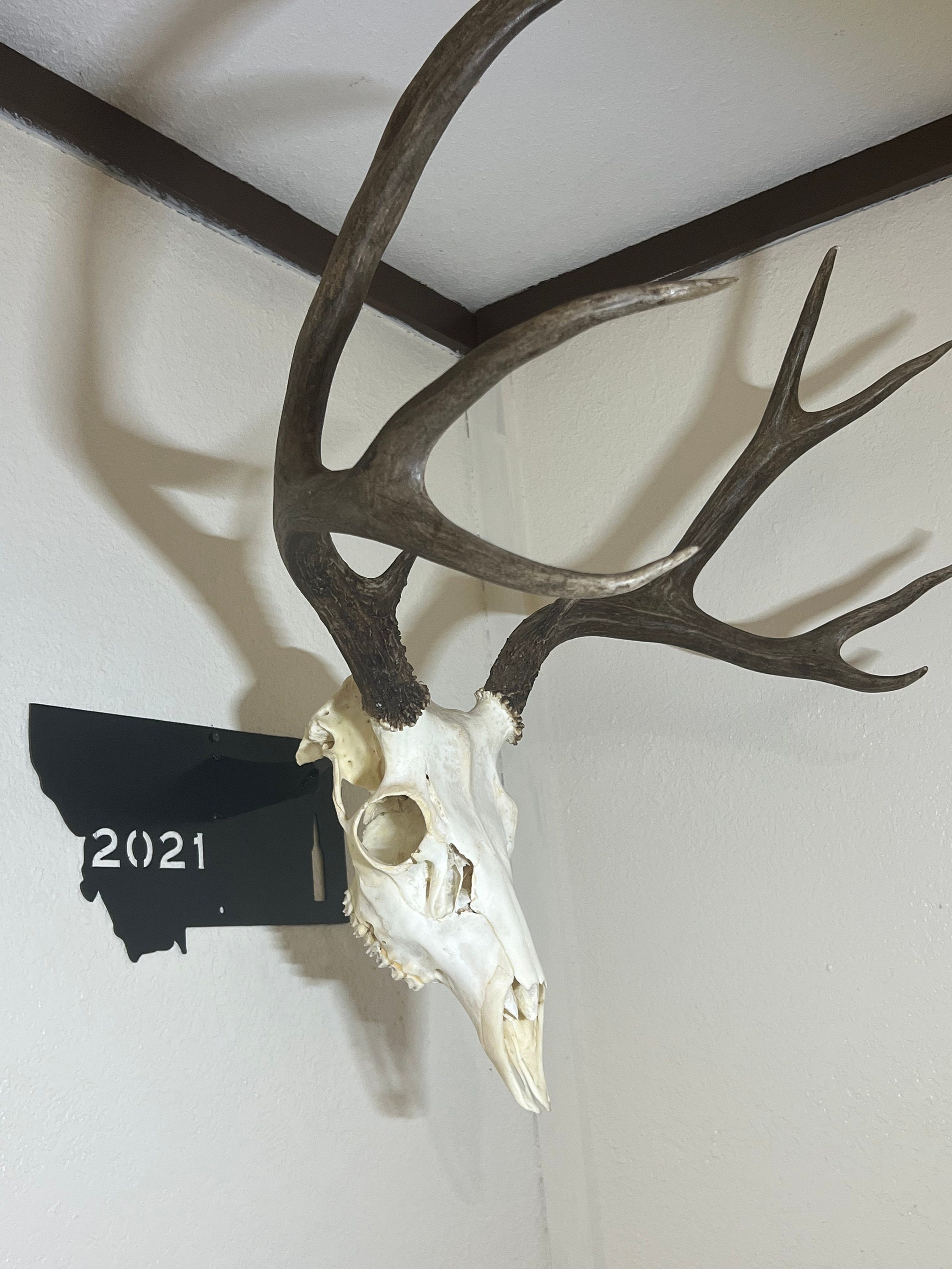 Deer Mount - Metal European Mount - Custom and Made to Order - Etsy