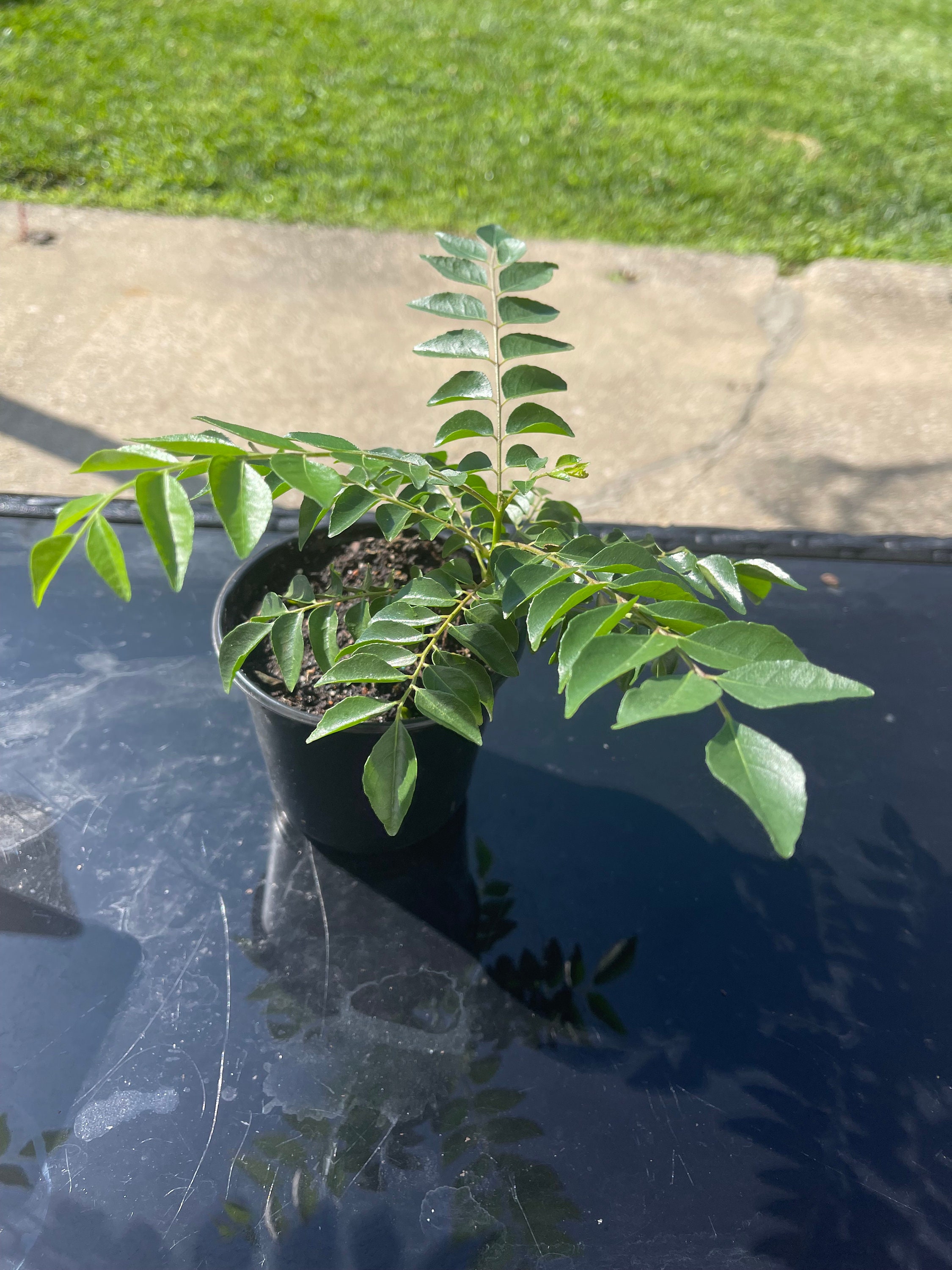 Indian Curry Plant