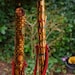 Handmade Walking Sticks Made of Wood and Decorated With Pyrography and ...