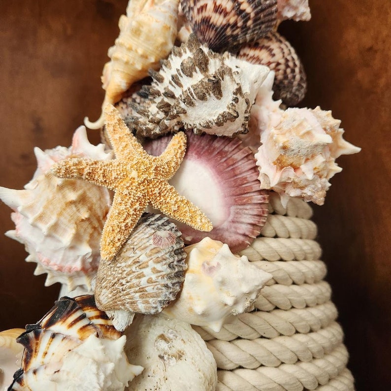 Natural Seashells, Tree, Coastal, Beach, Home Decor, Gift - Etsy