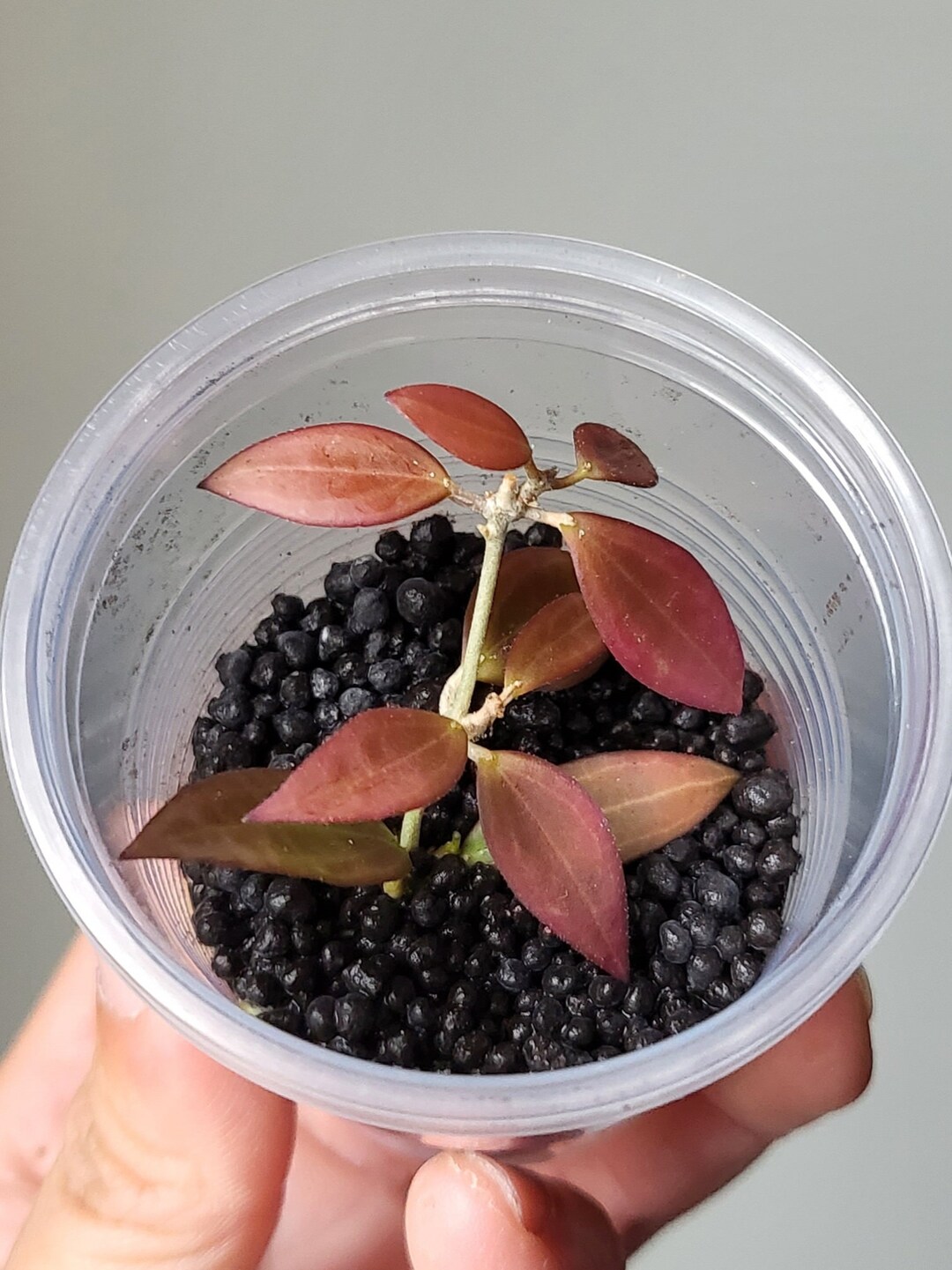 Hoya Microdwarf NS12-323 - Etsy