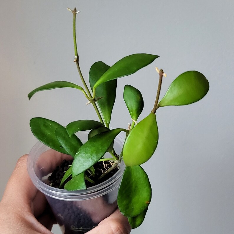 Hoya 'noona' NN031701 yellow Flowers - Etsy