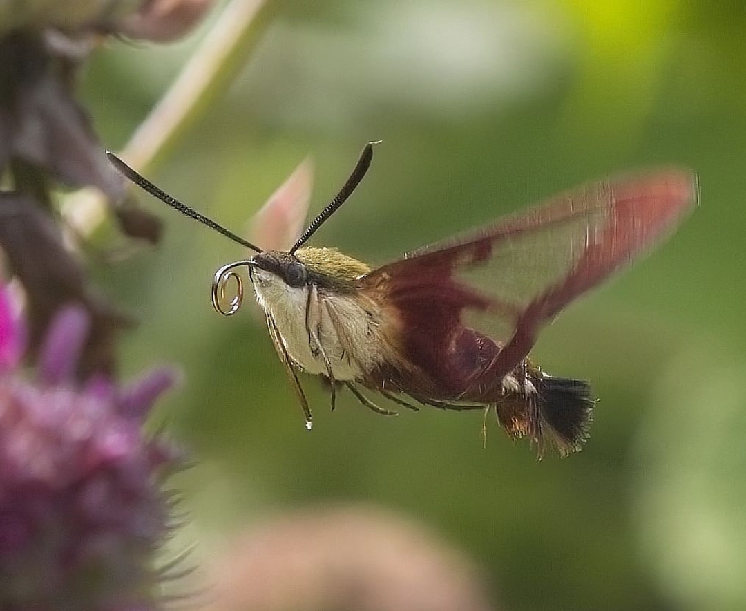Impolite Hummingbird Moth - Etsy