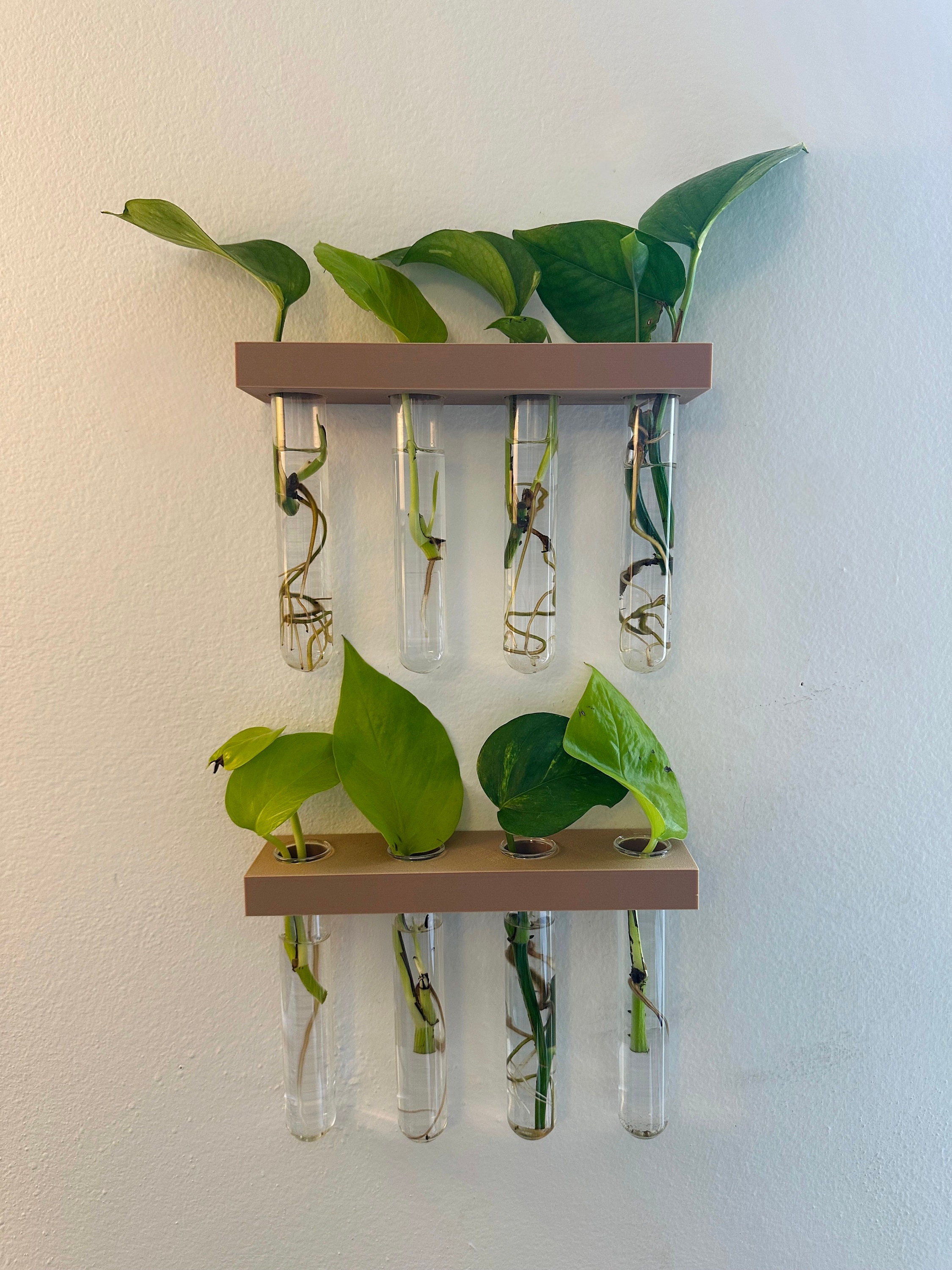 8” Floating Plant Propagation Wall Display, Botany Test Tube Vials for ...