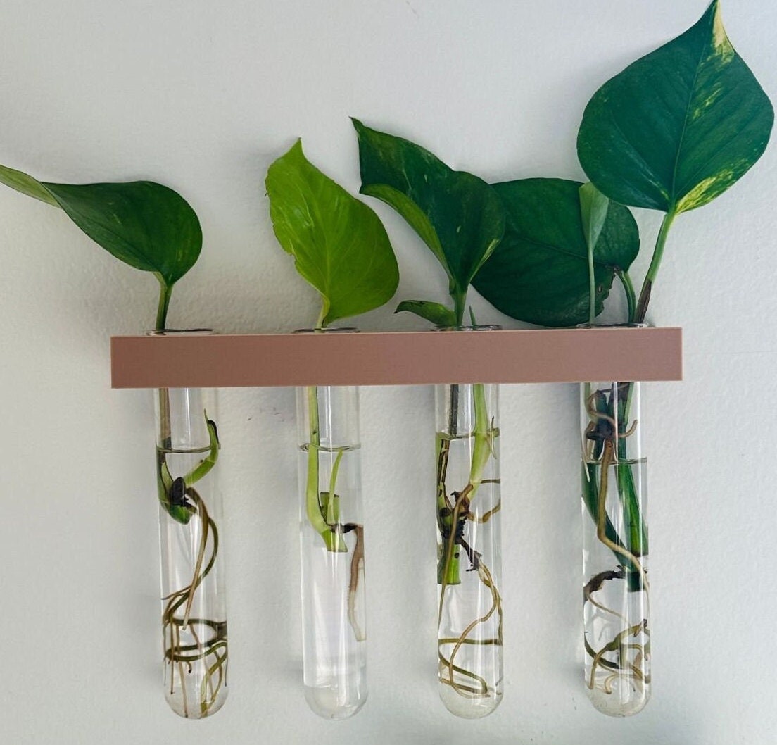 8 Floating Plant Propagation Wall Display, Botany Test Tube Vials for ...