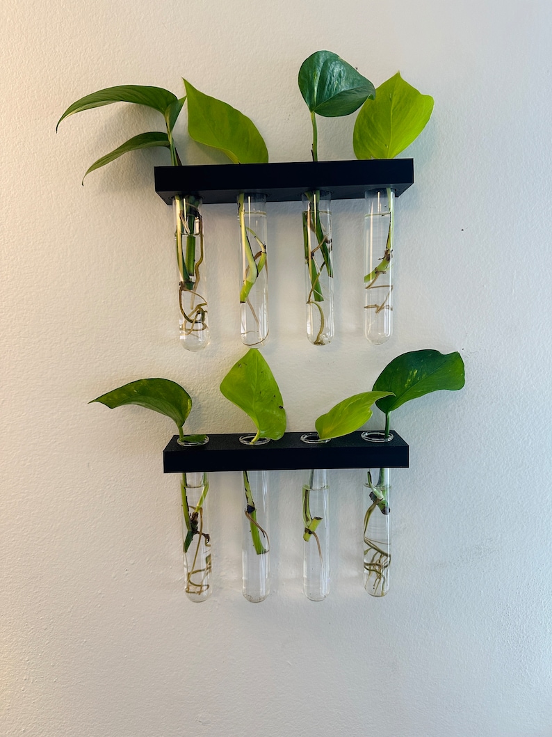 8 Floating Plant Propagation Wall Display, Botany Test Tube Vials for ...