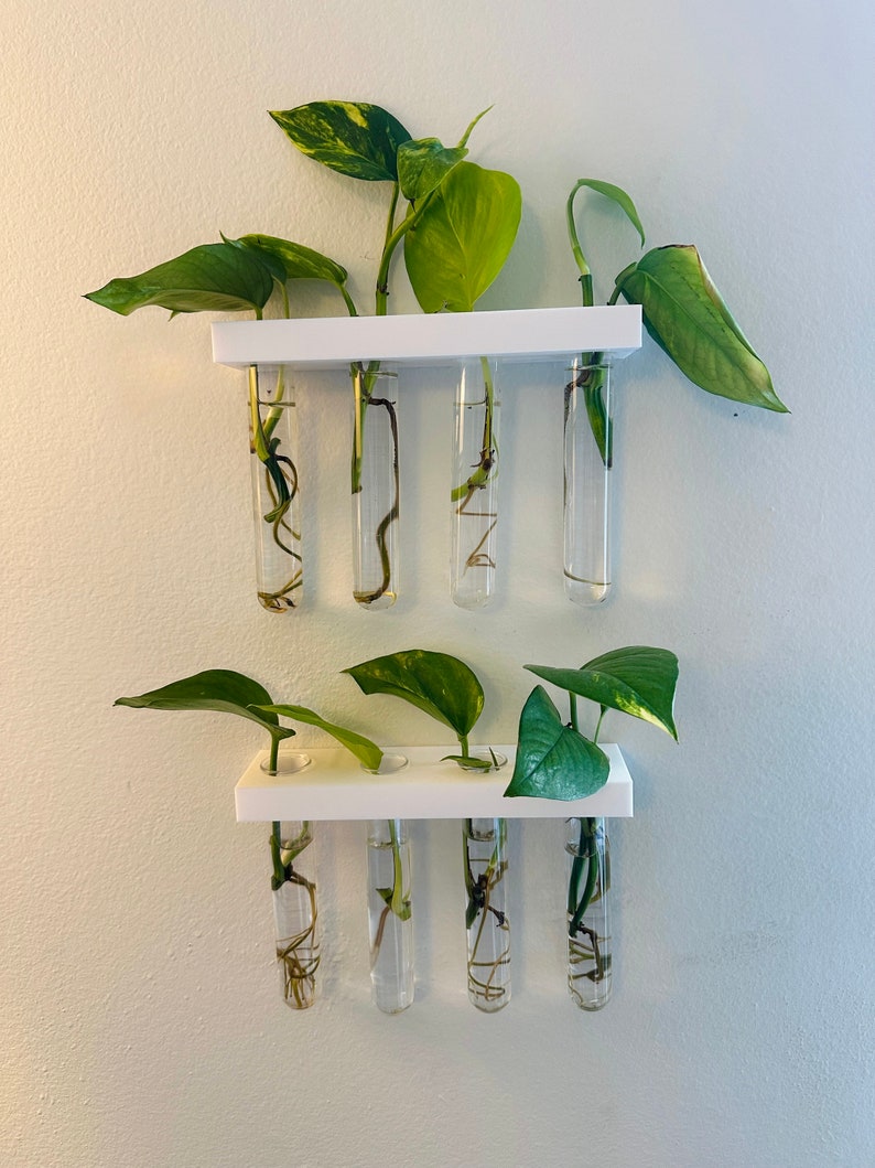 8” Floating Plant Propagation Wall Display, Botany Test Tube Vials for ...