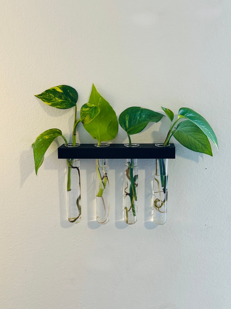 8 Floating Plant Propagation Wall Display, Botany Test Tube Vials for ...