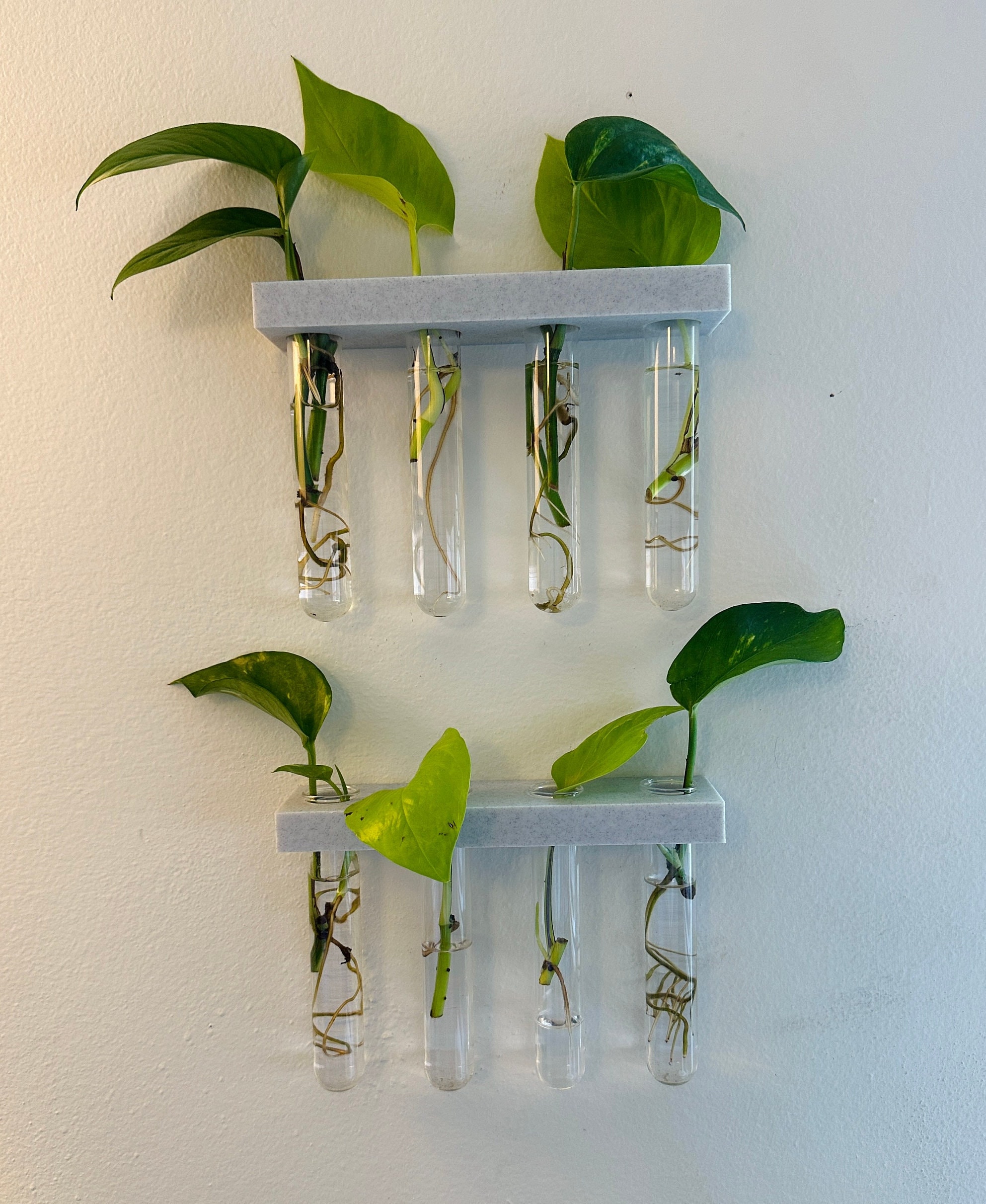 8” Floating Plant Propagation Wall Display, Botany Test Tube Vials for ...