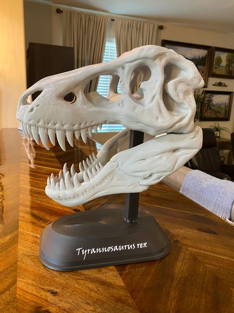 T-rex Skull With Display Stand - Etsy