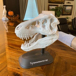T-rex Skull With Display Stand - Etsy