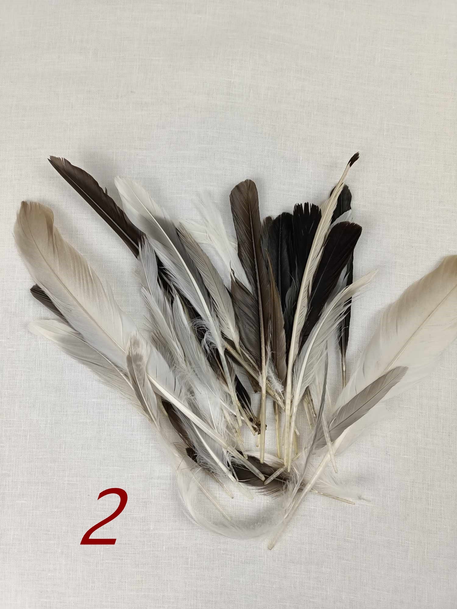 Seagull Feathers/wild Bird Feathers/ - Etsy