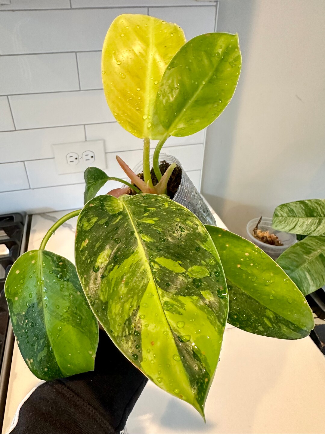 Philodendron Green Congo Hybrid Variegated Aroid Live Plant US Seller ...