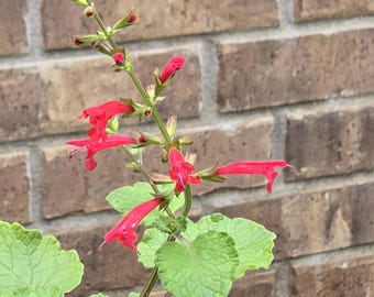 Cedar Sage RARE Texas Native Wildflower Seeds, Salvia Roemeriana. Shade ...