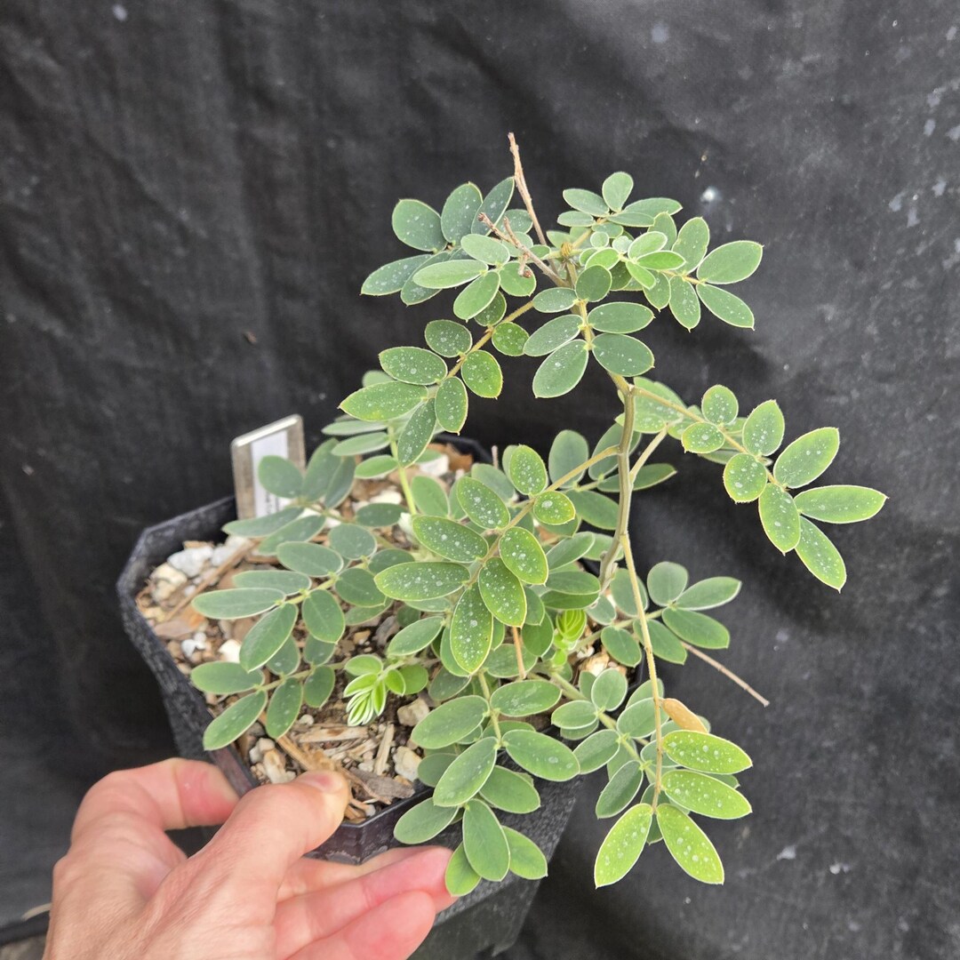 Senna Lindheimeriana (lindheimer's Senna) Live Plant in 5" Pot - Etsy