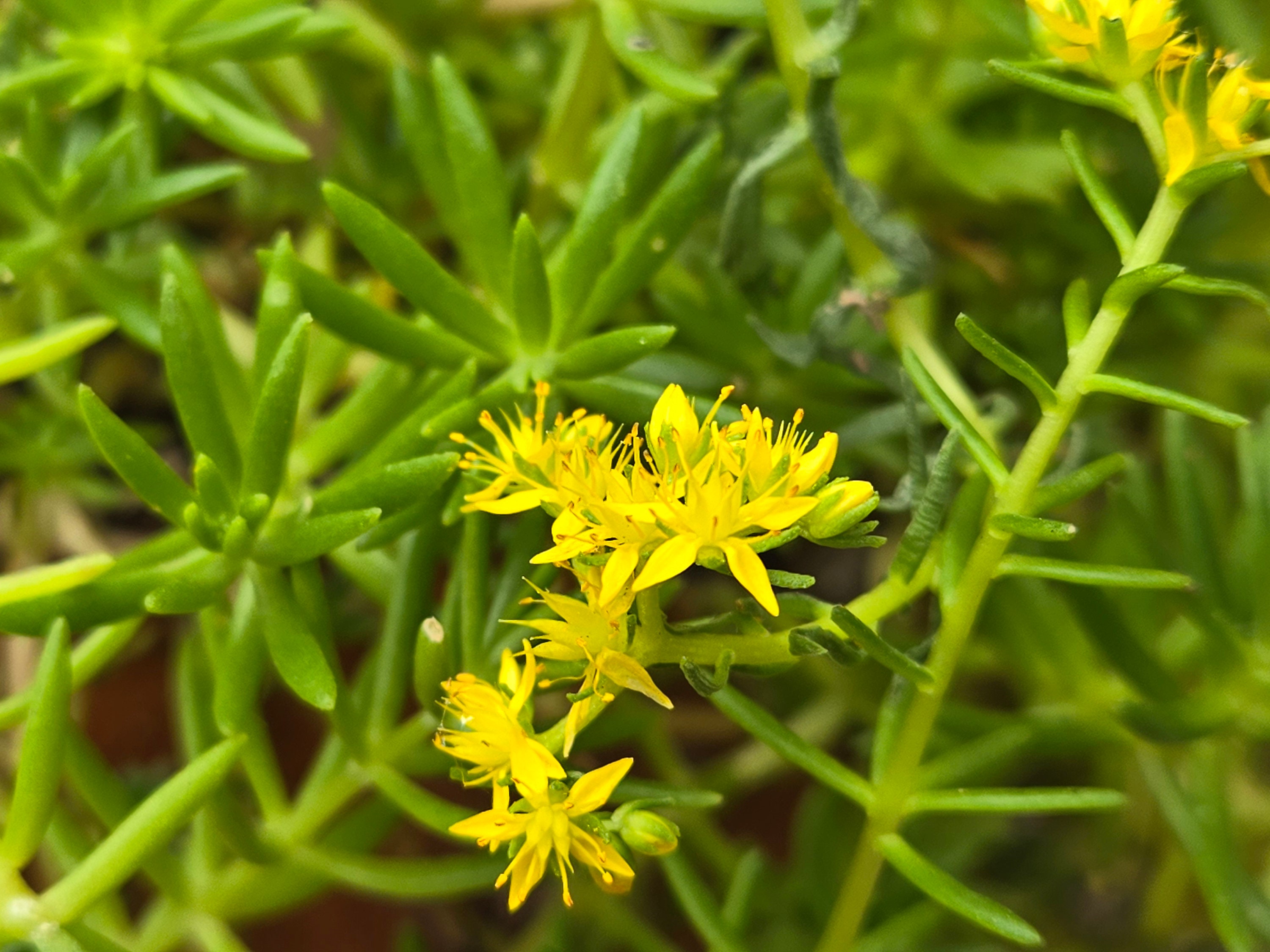 Sedum Mexicanum (mexican Stonecrop) Live Plant in 2.5" Pot - Etsy