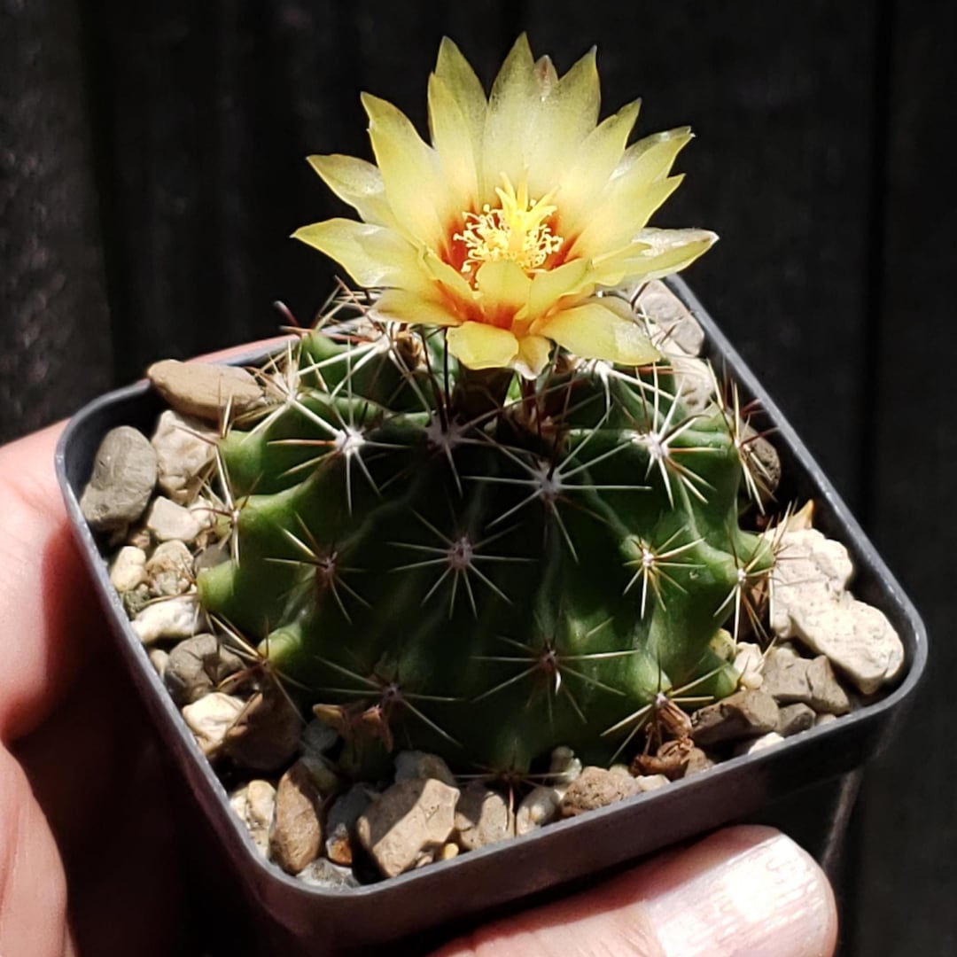 Hamatocactus Setispinus (miniature Barrel Cactus) - Live Plant in 2.5 ...