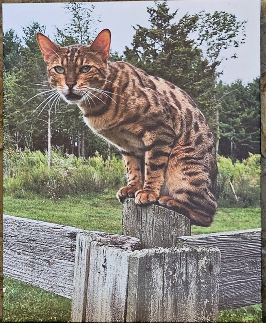 Cat Print, Cat Canvas Print, Leopard Print, Pet Prints, Wall ...