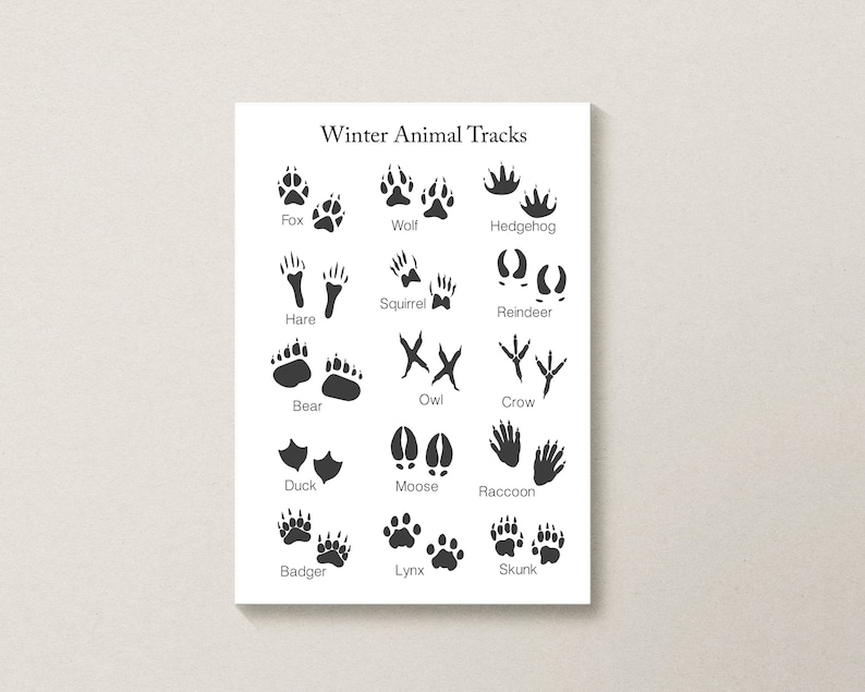 Winter Animal Tracks • Winter Animal Learning Poster • Kid's Learning ...