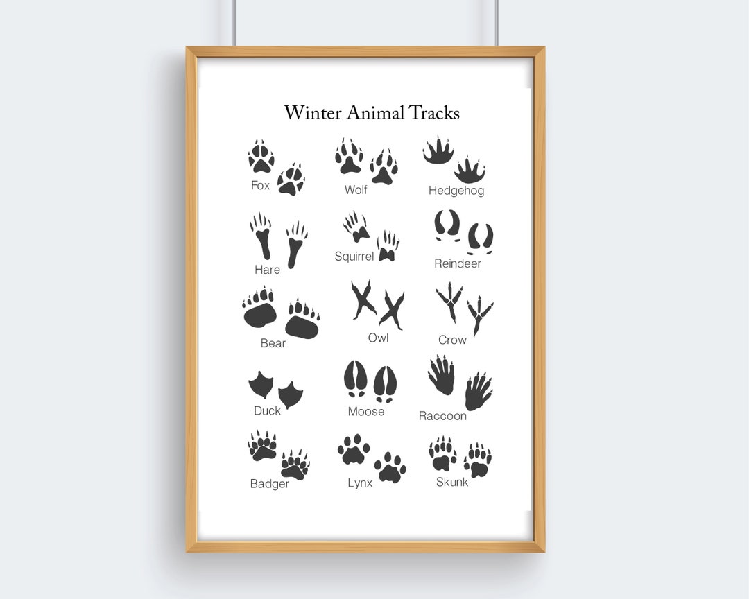 Winter Animal Tracks • Winter Animal Learning Poster • Kid's Learning ...