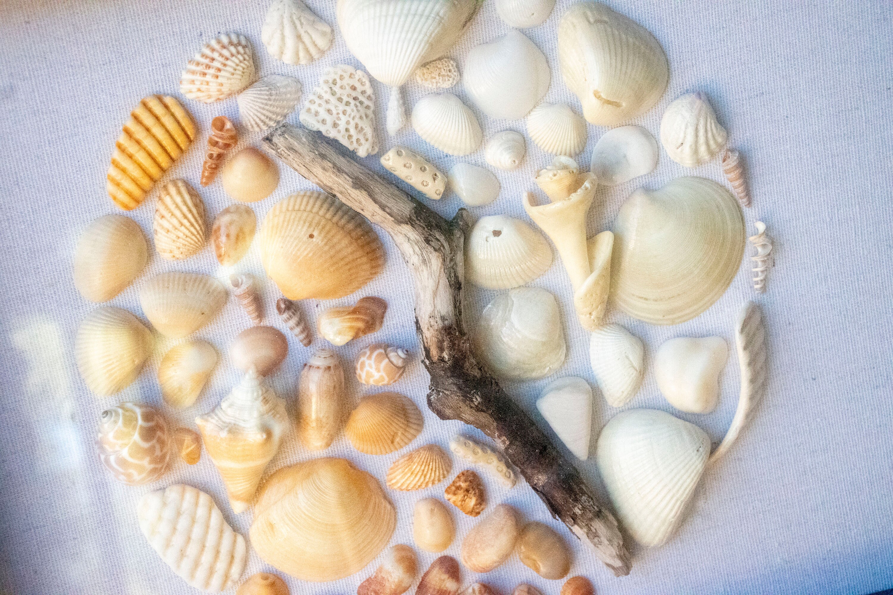 Shell Shadow Box Ying Yang - Etsy