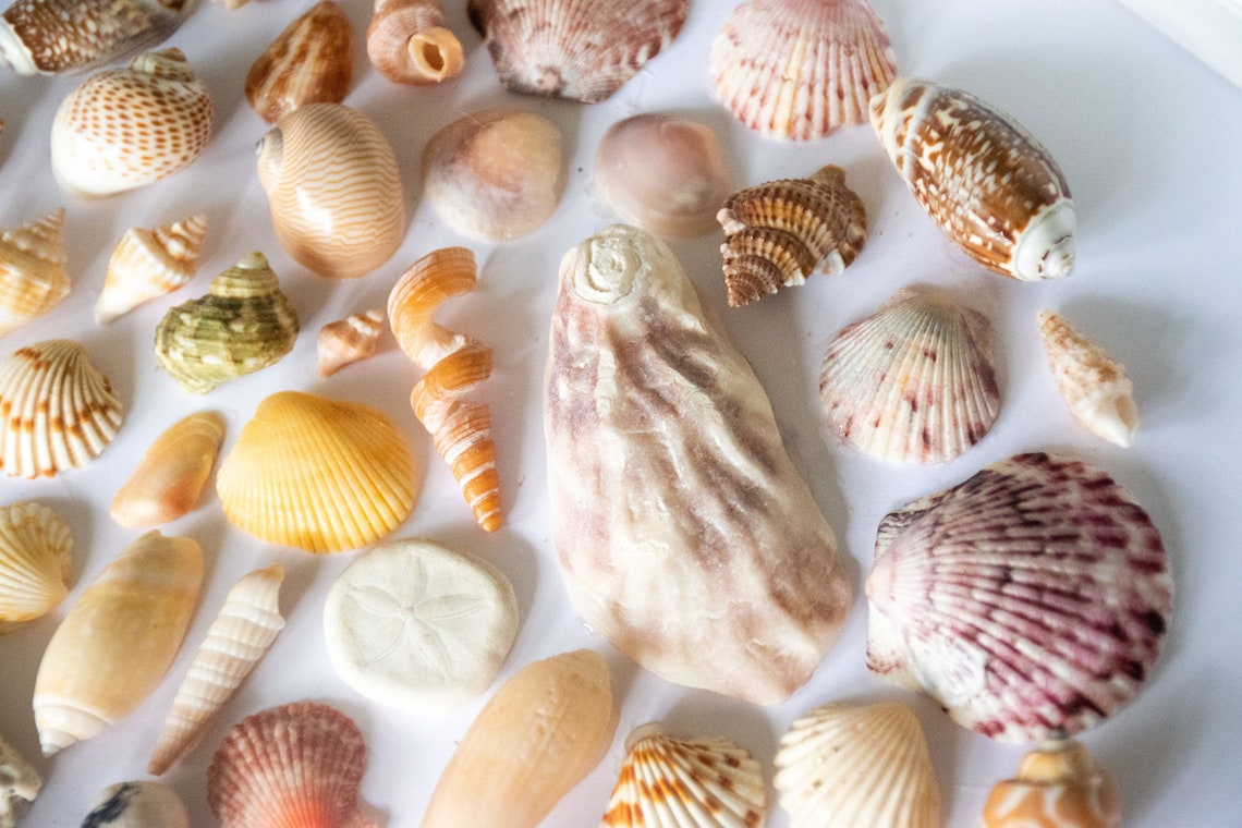 Shell Shadow Box - Etsy