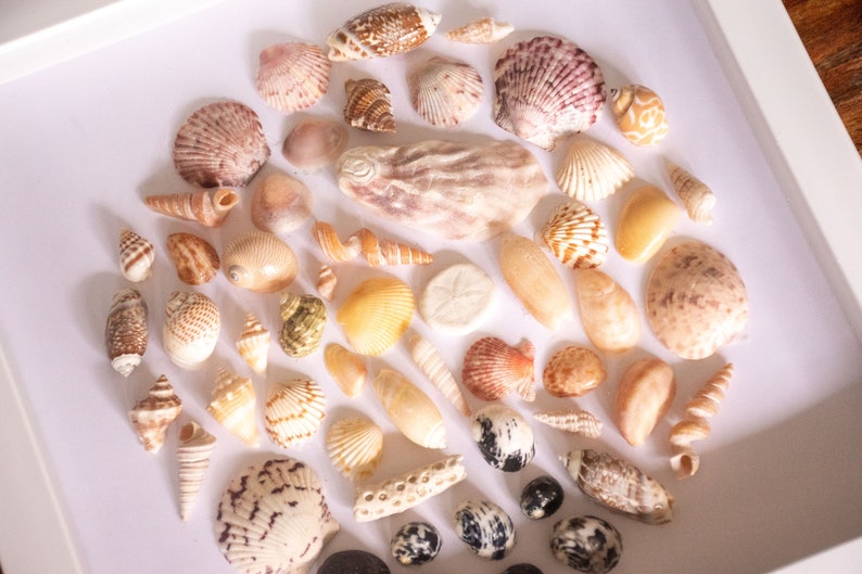 Shell Shadow Box - Etsy