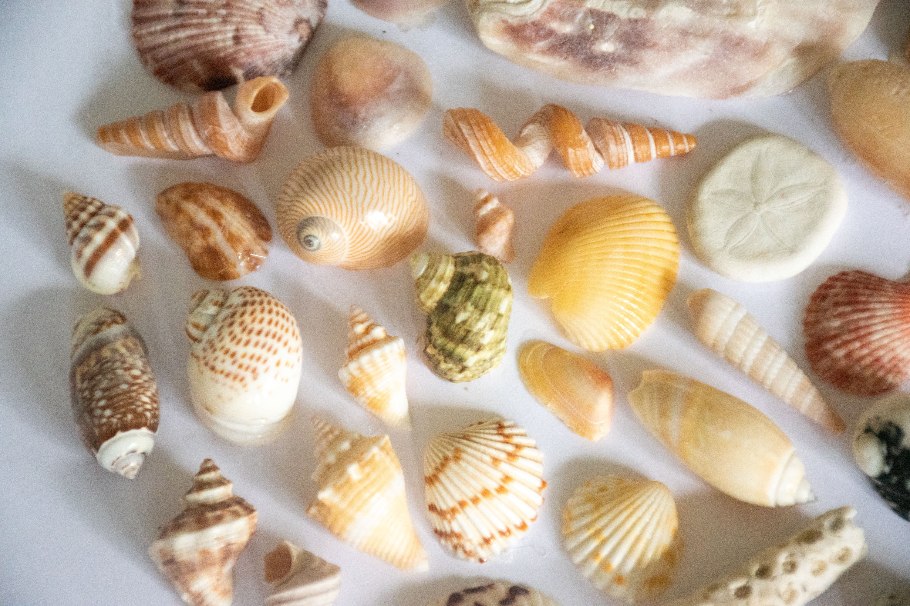 Shell Shadow Box - Etsy