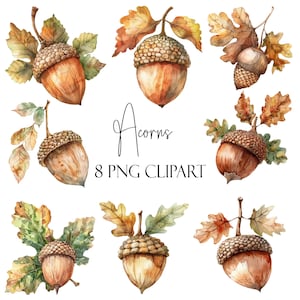 Acorn Clipart, Watercolor Elements, Fall Autumn Graphics, 8 Jpgs ...