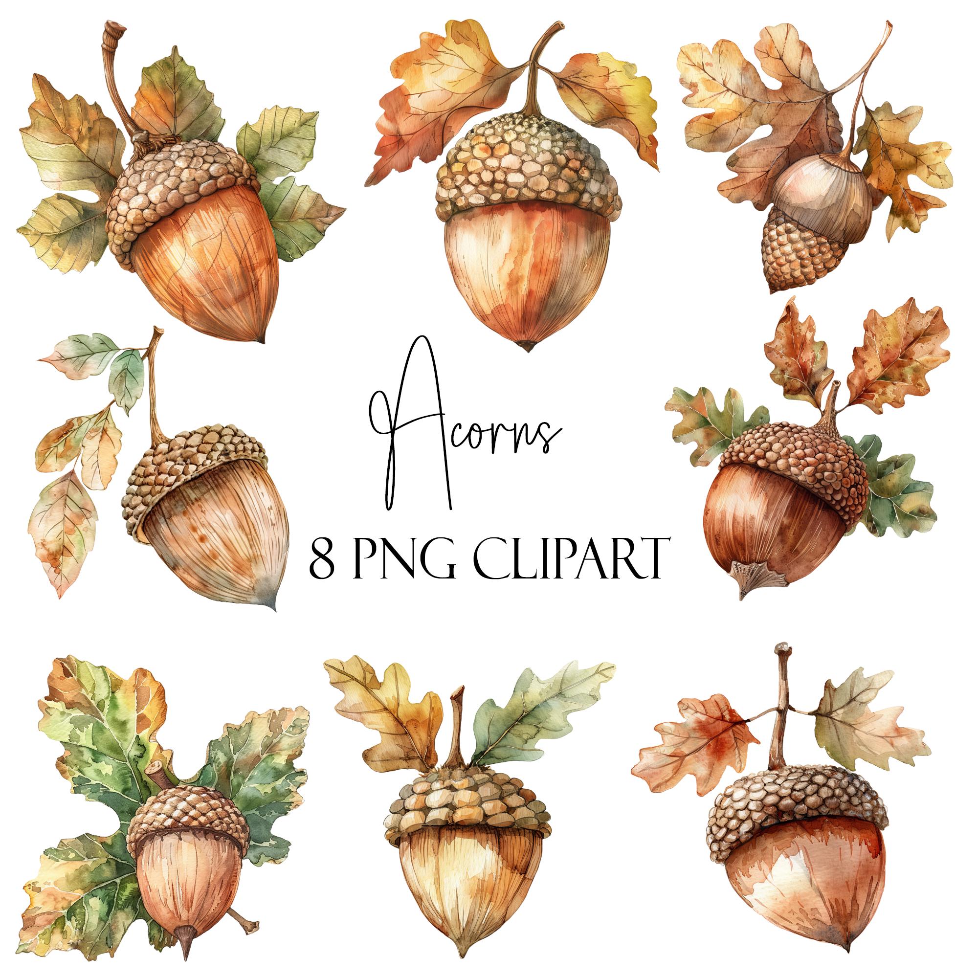 Acorn Clipart, Watercolor Elements, Fall Autumn Graphics, 8 Jpgs ...