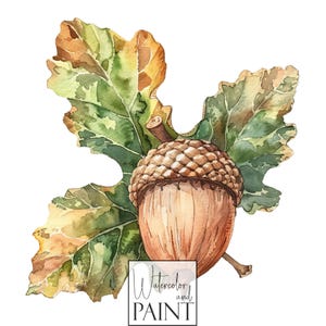 Acorn Clipart, Watercolor Elements, Fall Autumn Graphics, 8 Jpgs ...