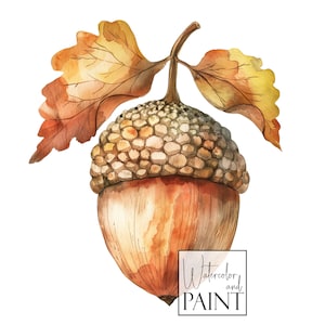 Acorn Clipart, Watercolor Elements, Fall Autumn Graphics, 8 Jpgs ...