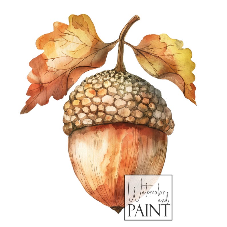 Acorn Clipart, Watercolor Elements, Fall Autumn Graphics, 8 Jpgs ...