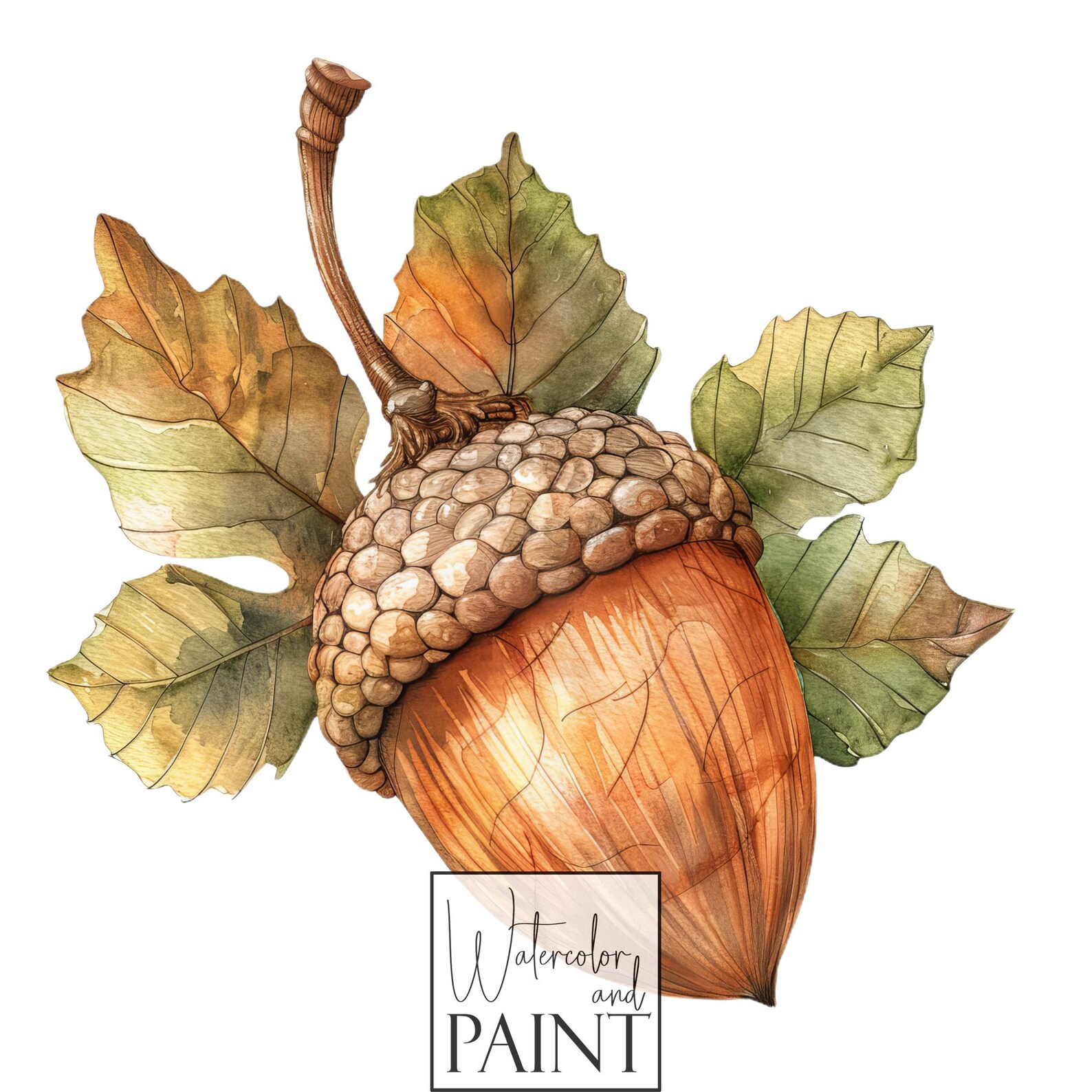 Acorn Clipart, Watercolor Elements, Fall Autumn Graphics, 8 Jpgs ...