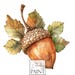 Acorn Clipart, Watercolor Elements, Fall Autumn Graphics, 8 Jpgs ...