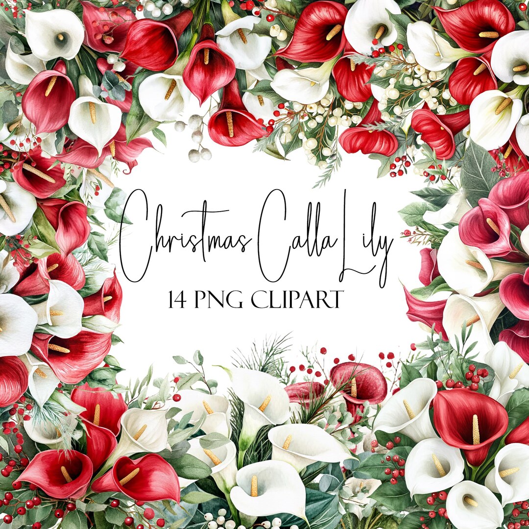 Christmas Calla Lily Watercolor Clipart: 14 PNG Holiday Flowers ...