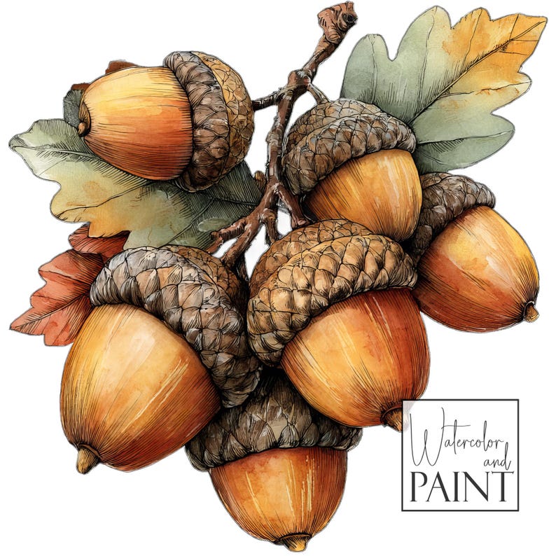 Fall Acorn Clipart, 8 Transparent Pngs, Commercial and POD Use, Autumn ...