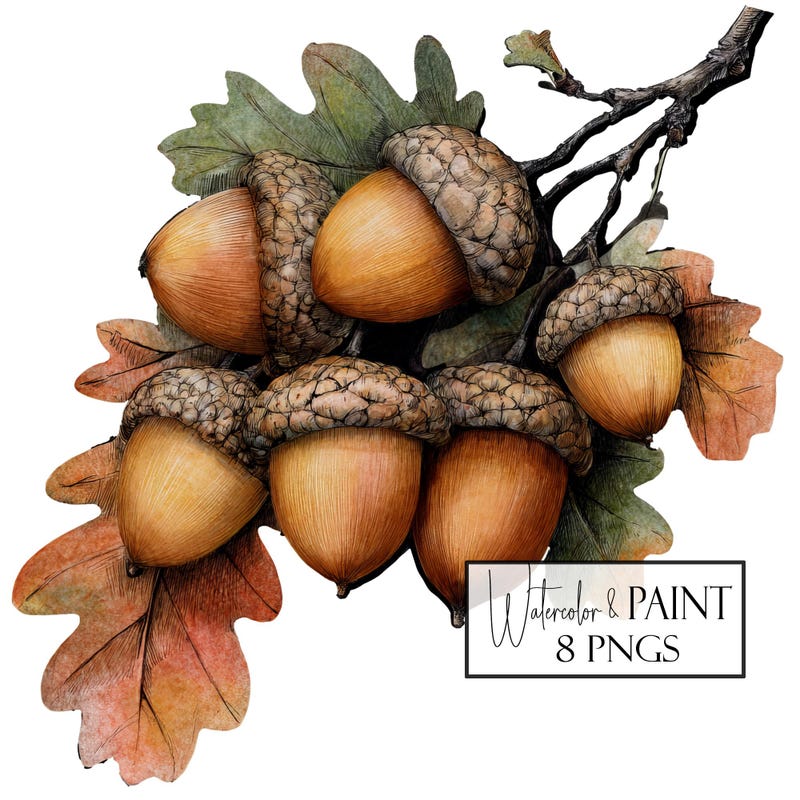 Acorn Clipart - Etsy